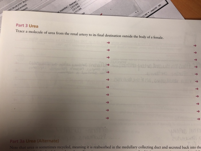 Solved trace a molecule of urea from the renal artery to its | Chegg.com