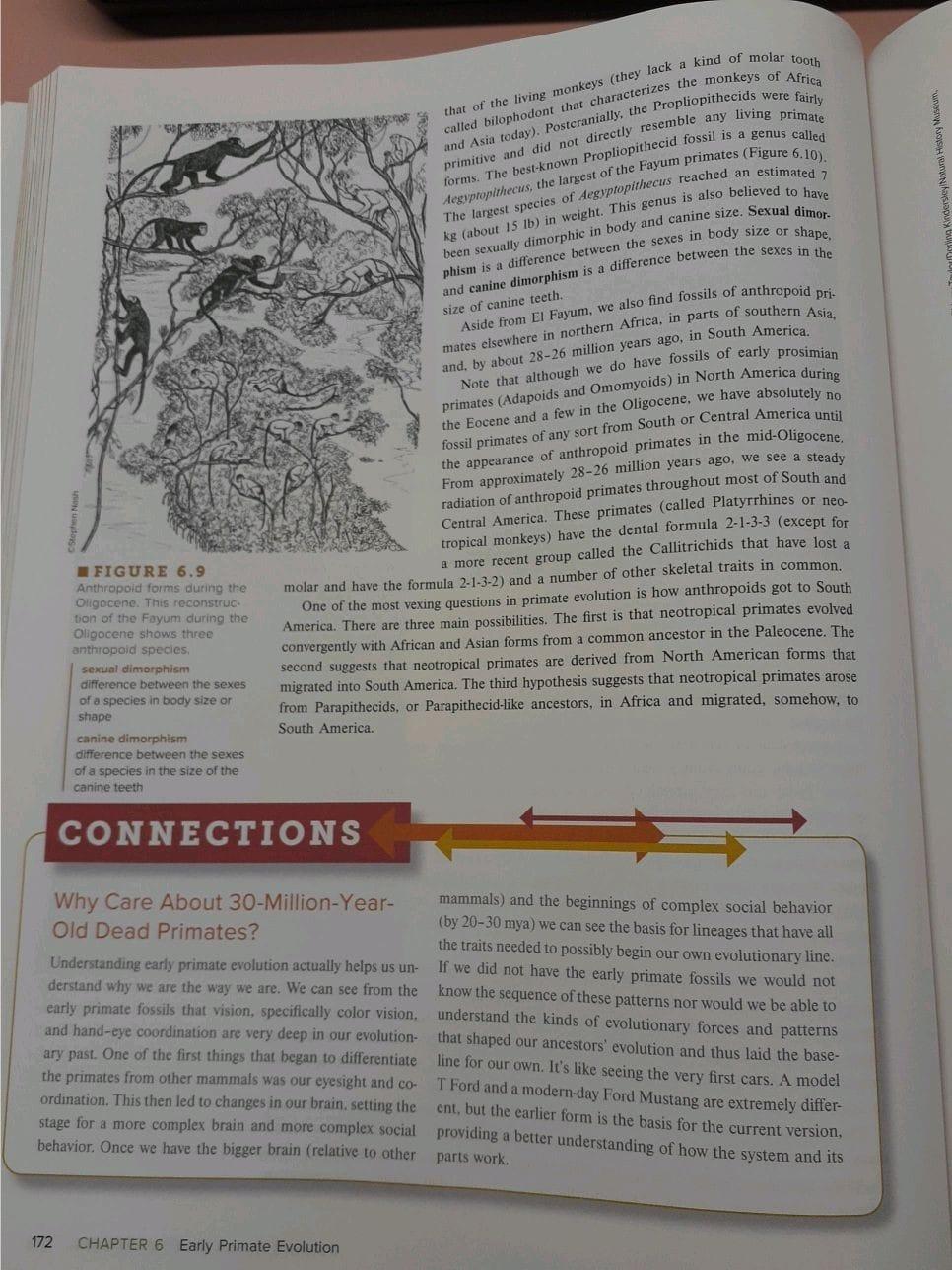 Solved Primate Evolution: For primates, a general sequence | Chegg.com