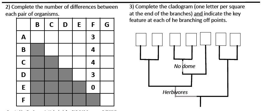 Solved BIO 340 Activity #2: Constructing cladograms Name | Chegg.com