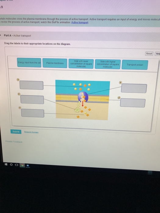 Active Transport Animation