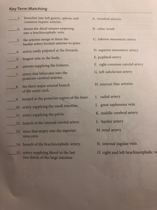 Solved Key Term Matching 1. branches into left gastric, | Chegg.com