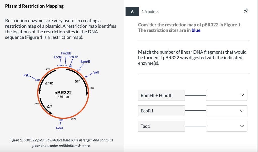 Solved Plasmid Restriction Mapping Restriction enzymes are | Chegg.com
