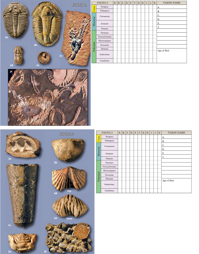 Solved FAUNA 2 A TAXON NAME FAUWA 2 E. 2b Age of Bed: 2d 2e | Chegg.com