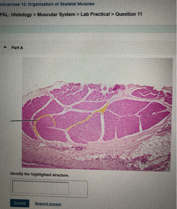 Solved KExercise 13: Organization of Skeletal Muscles PAL: | Chegg.com