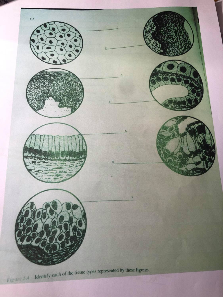 Solved Figure 5.4 Identify each of the tissue types | Chegg.com
