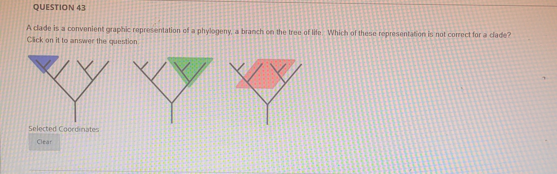 Solved A clade is a convenient graphic representation of a | Chegg.com