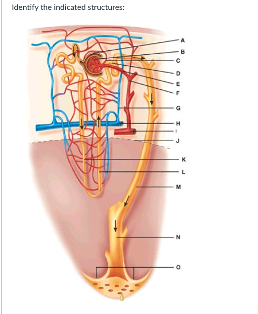 Solved Identify the indicated structures: ס ח ד E M N | Chegg.com Solved Identify the indicated structures: ס ח ד E M N | Chegg.com