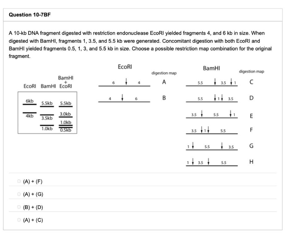 Solved A 10-kb DNA fragment digested with restriction | Chegg.com