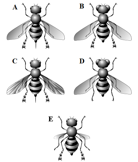 Solved Part I Using the cladogram below, (Figure 1. Modified | Chegg.com