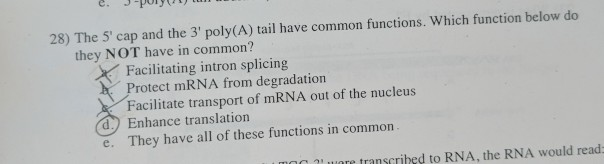 Solved e. J-Polyt 28) The 5' cap and the 3' poly(A) tail | Chegg.com