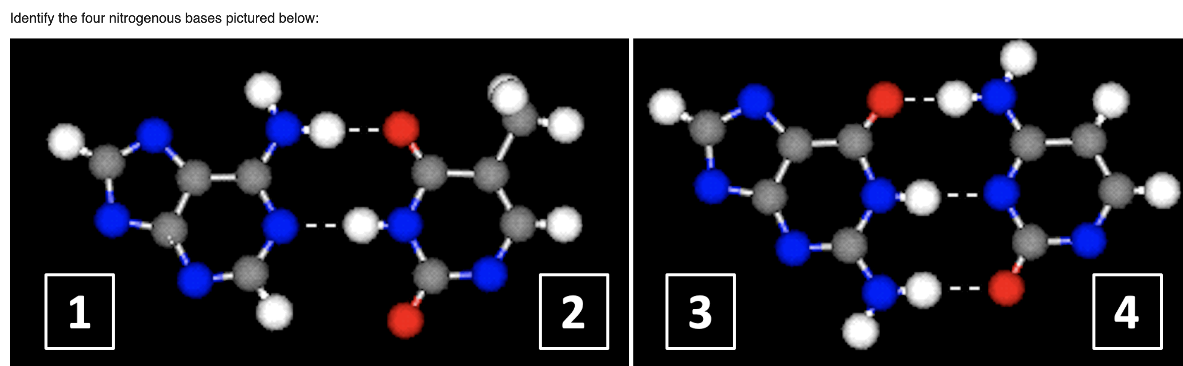 Identify the four nitrogenous bases pictured below: 1 | Chegg.com