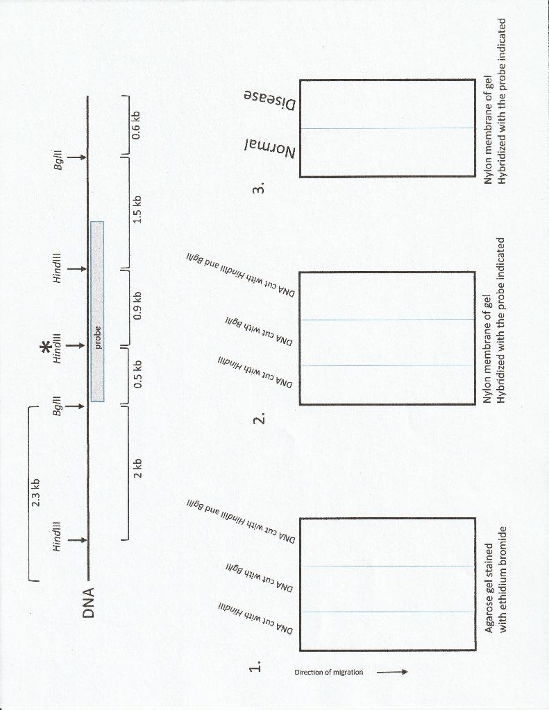 Solved 1. The diagram above shows the restriction sites on a | Chegg.com