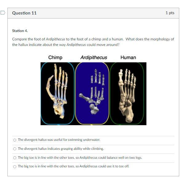 Solved Station 4 Compare The Foot Of Ardipithecus To The