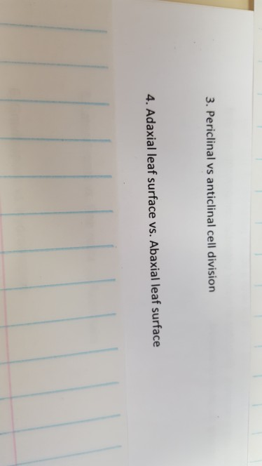 Solved 3. Periclinal vs anticlinal cell division 4. Adaxial | Chegg.com