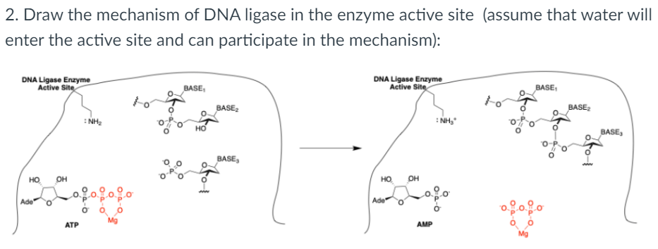 Solved 2. Draw the mechanism of DNA ligase in the enzyme | Chegg.com
