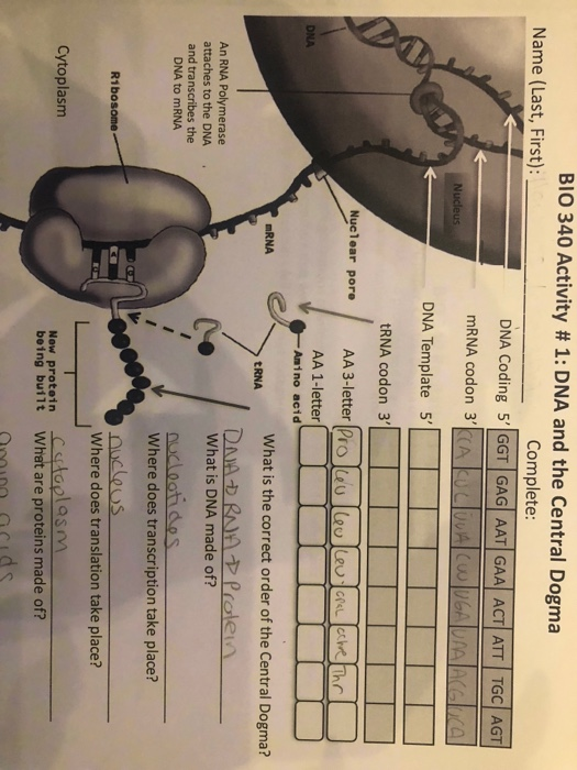 Solved BIO 340 Activity # 1: DNA and the Central Dogma Name | Chegg.com