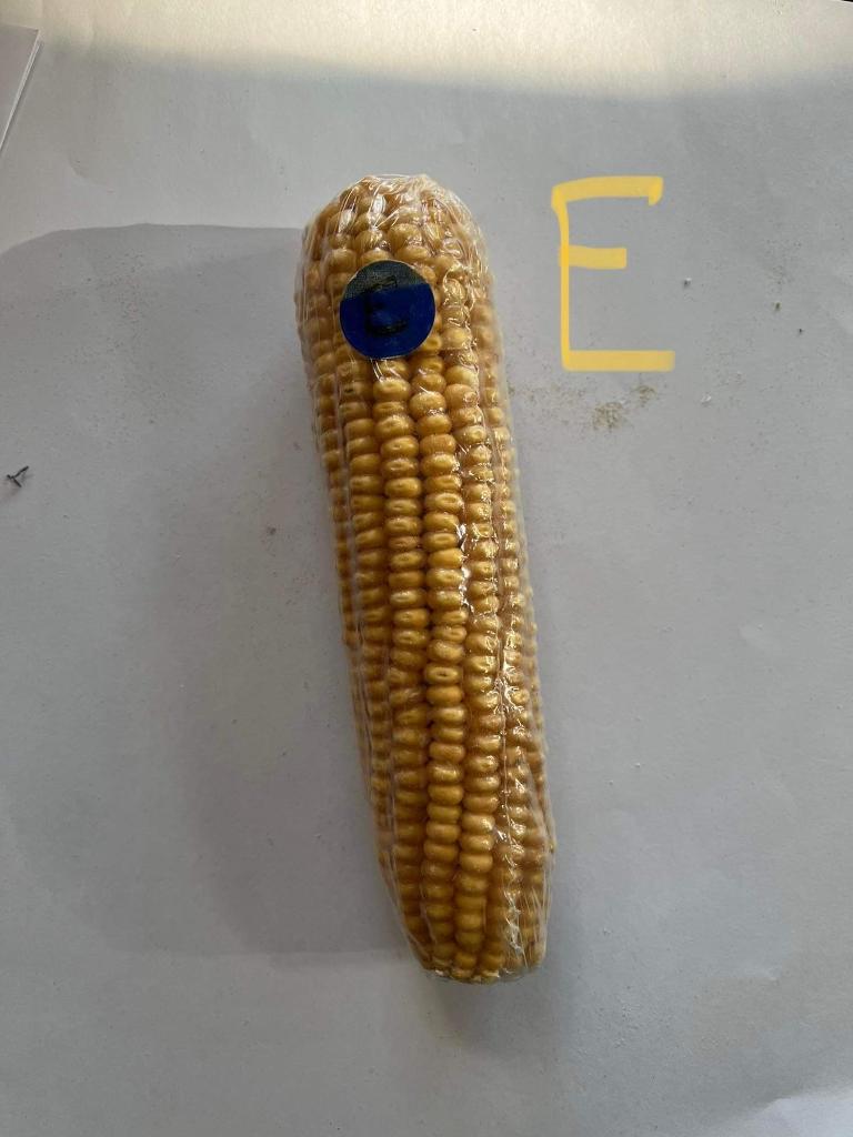 Solved Corn Genetics Corn plants are useful in genetics | Chegg.com