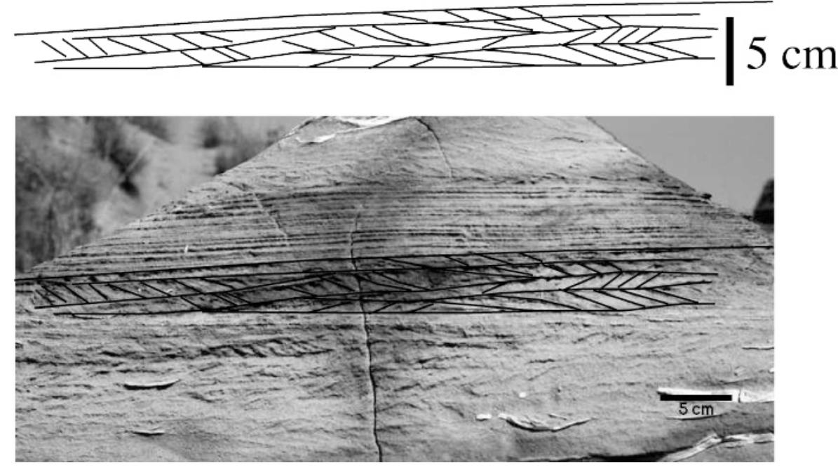 Solved Sedimentary Environments Questions 25.Sketch a Bouma | Chegg.com