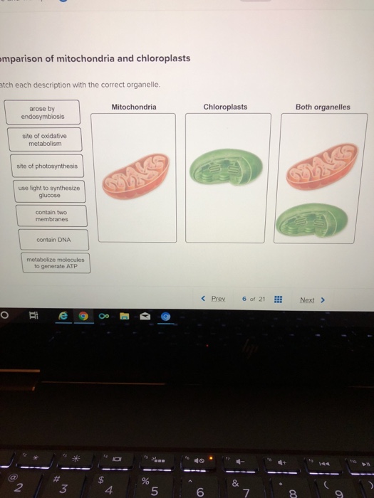 Solved mparison of mitochondria and chloroplasts tch each | Chegg.com