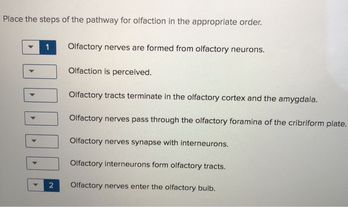 Solved Place the steps of the pathway for olfaction in the | Chegg.com