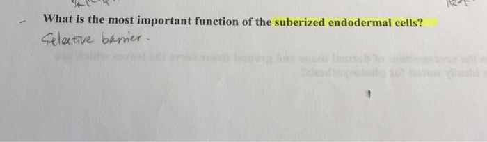 Solved What is the most important function of the suberized | Chegg.com