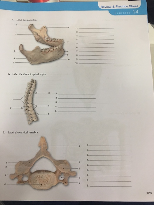 Solved Review &Practice Sheet Exercise S. Label the mandible | Chegg.com