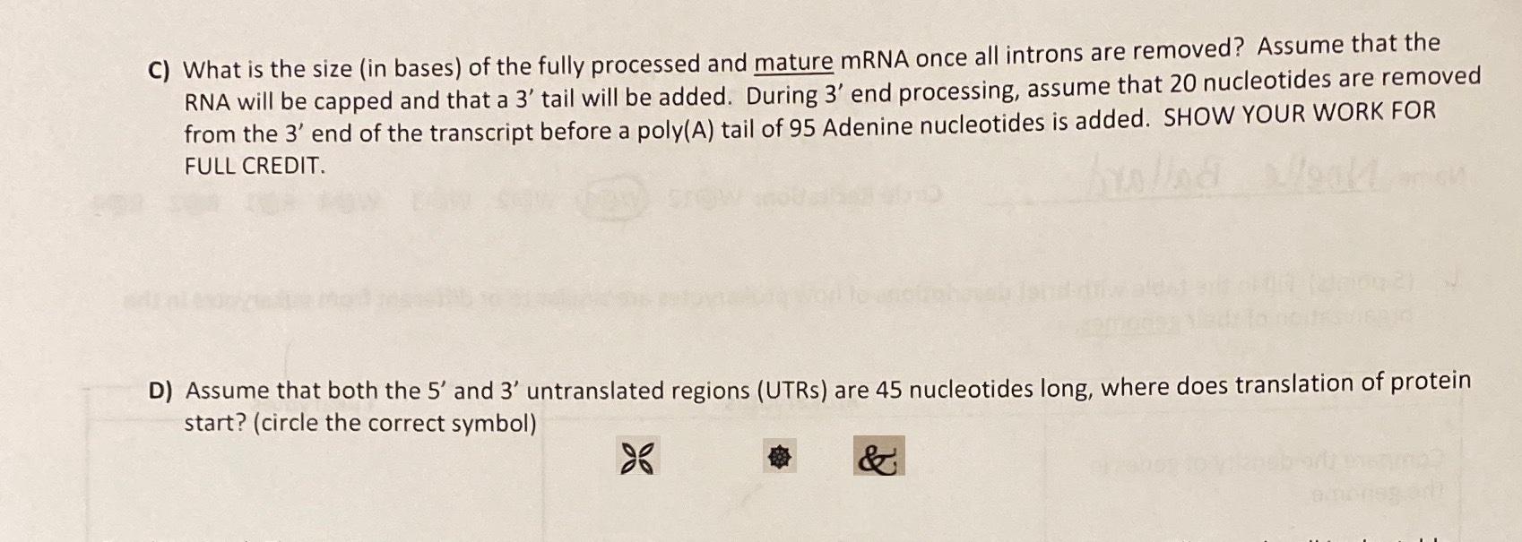 Solved 2. (2 points) The figure shows the primary transcript | Chegg.com
