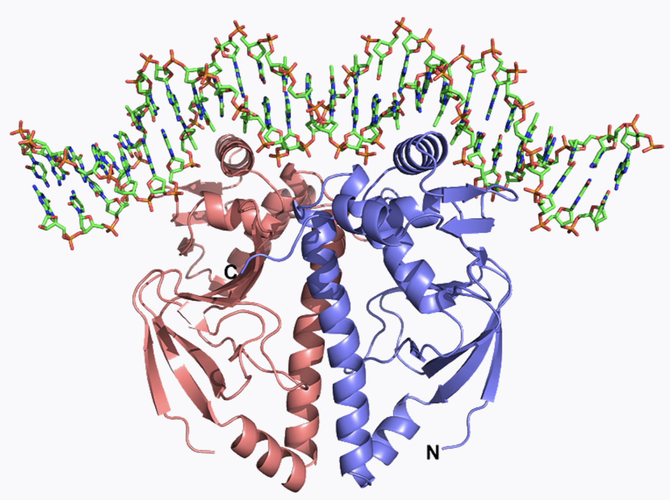 Solved The FixK protein regulates the expression of genes | Chegg.com