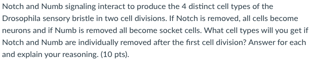 Solved Notch and Numb signaling interact to produce the 4 | Chegg.com