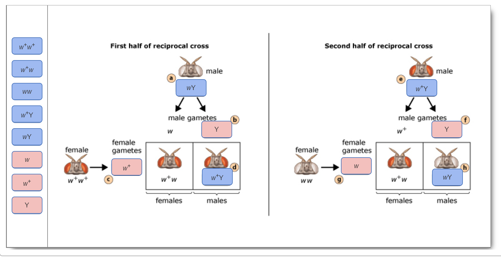 Solved Part A - Experimental technique: Reciprocal crosses | Chegg.com