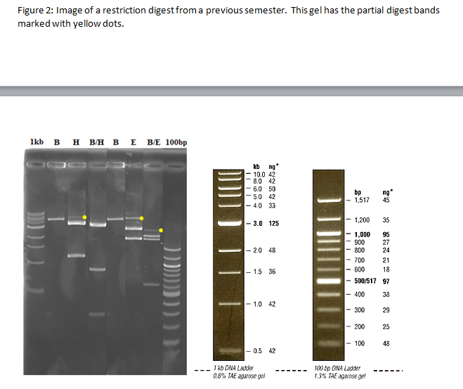 1. For in person students, place your properly | Chegg.com