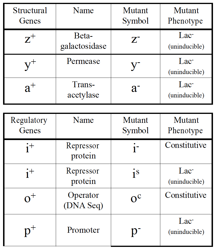 Solved Name Structural Genes Mutant Symbol Mutant Phenotype | Chegg.com