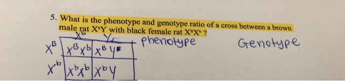 Solved 5. What is the phenotype and genotype ratio of a | Chegg.com