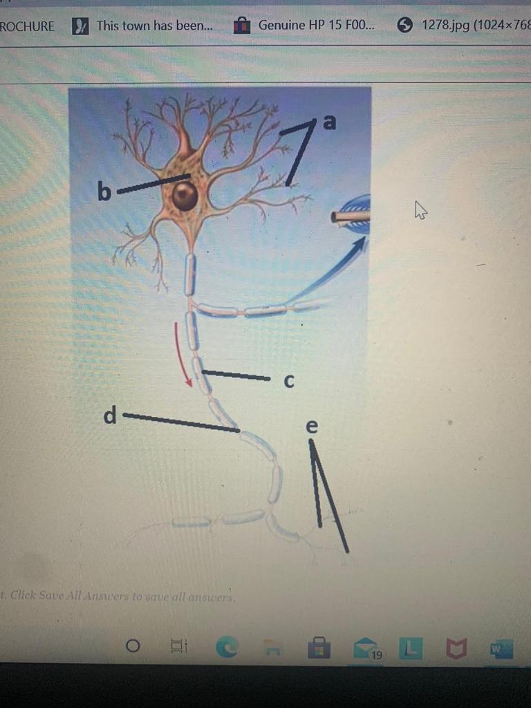Solved Match the labels on the neuron to the parts listed | Chegg.com