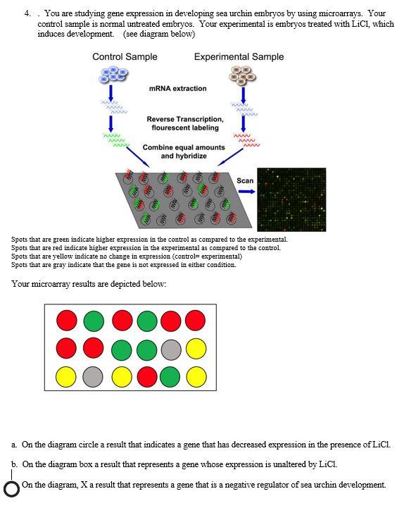 Solved 4. You are studying gene expression in developing sea | Chegg.com