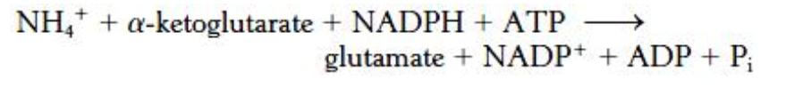 Solved 4. Glutamate dehydrogenase and glutamine synthetase | Chegg.com