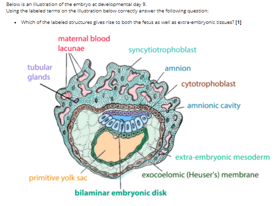 Embryonic Disc Formation