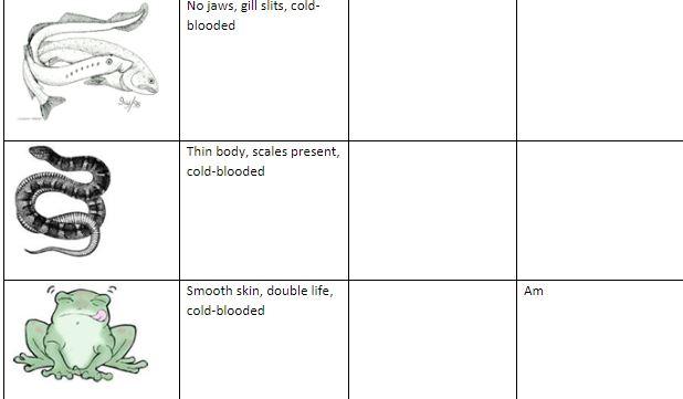 Solved Using the dichotomous key provided, identify the | Chegg.com