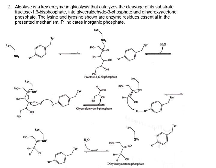 Solved 7. Aldolase is a key enzyme in glycolysis that | Chegg.com