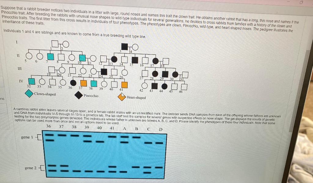 careless rabbit sitter leaves several cages open, and | Chegg.com