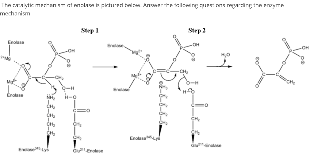 Solved The catalytic mechanism of enolase is pictured below. | Chegg.com
