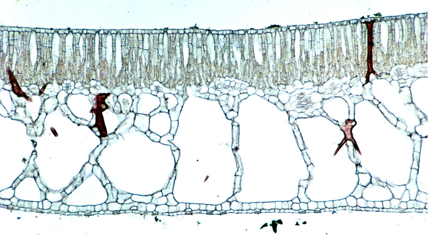 Solved Hydrophytic Leaf: Label the stomata, epidermis, | Chegg.com
