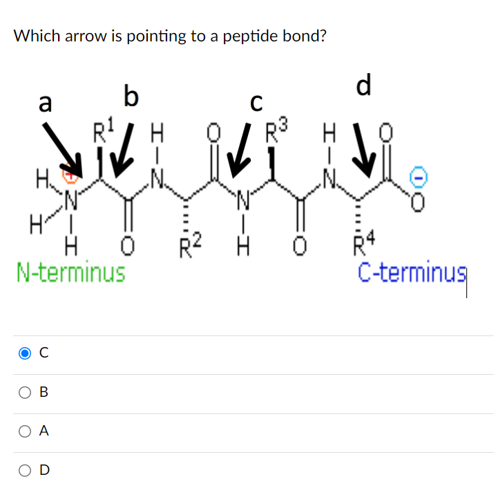 Solved Which arrow is pointing to a peptide bond? | Chegg.com