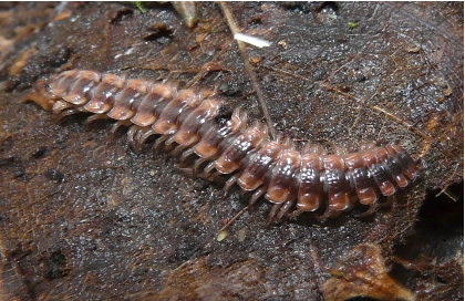 Solved Ventral Dorsal ބައެއް | Chegg.com