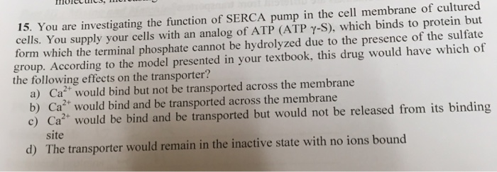 Solved 15. You are investigating the function of SERCA pump | Chegg.com