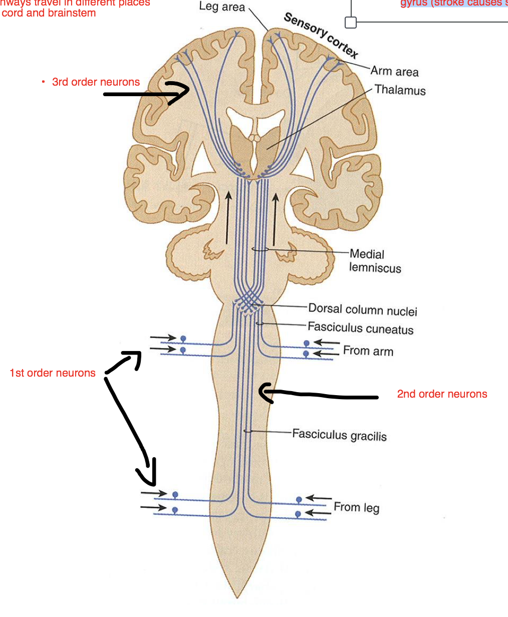 Dorsal Column Pathway