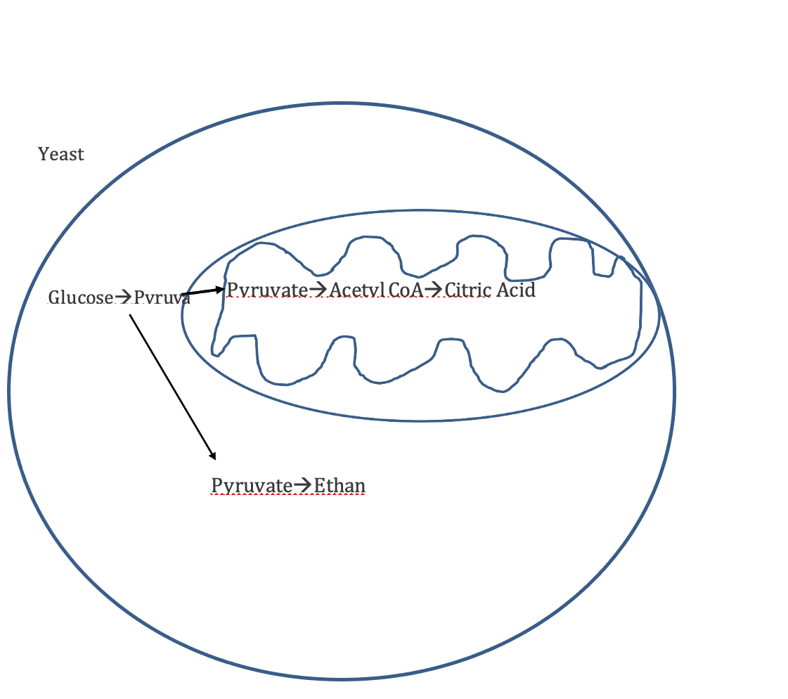 Yeast Fermentation Diagram