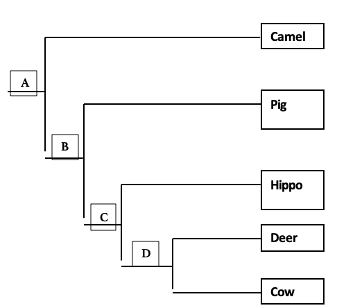 Solved a) Identify by letter where the astragalus arose on | Chegg.com