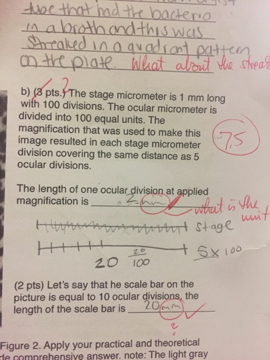 Solved B) The stage micrometer is 1 mm long with 100 | Chegg.com
