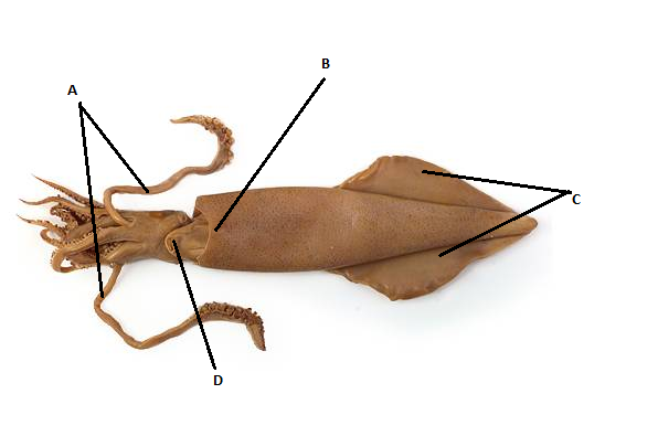 Squid External Anatomy Unlabeled